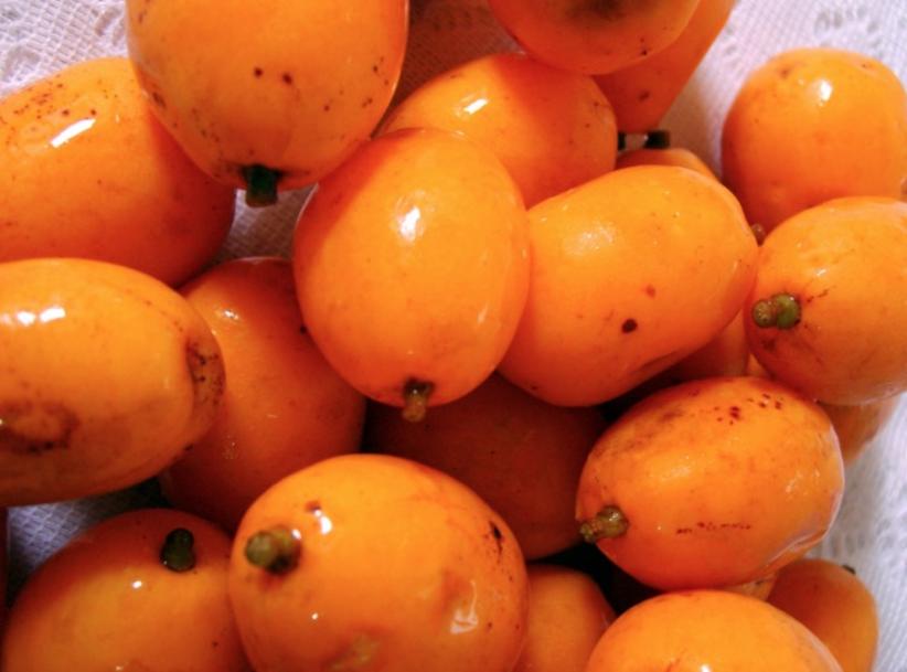 Anemia nunca mais! Conheça os benefícios do Taperebá | Cura na Natureza ...